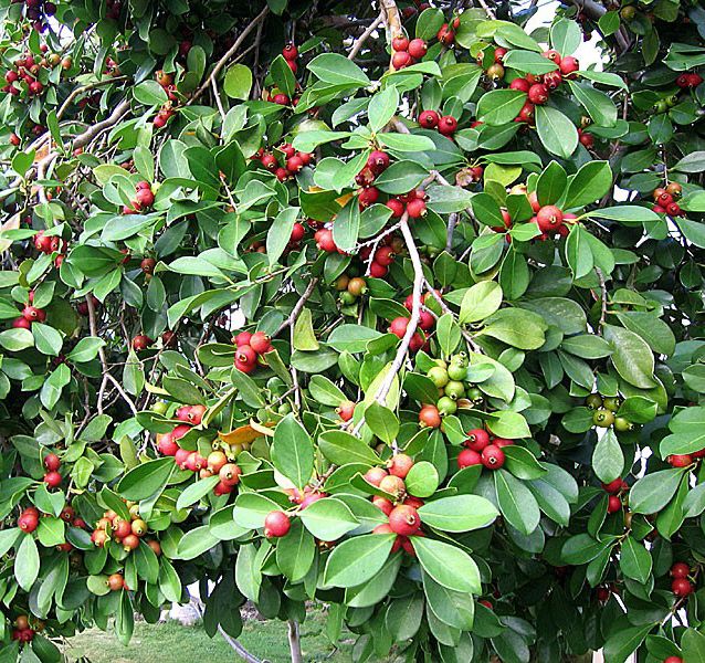 Polynesian Produce Stand : STRAWBERRY GUAVA Psidium cattleianum RARE FRUIT TREE Waiawi Ulaula ...